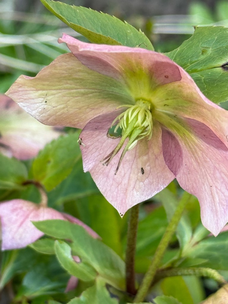 Jumping into Spring, Colour, floral, abstract, creative practise