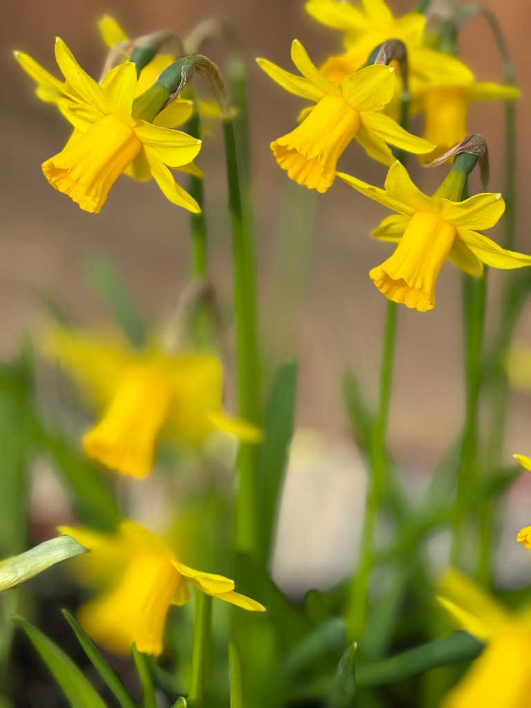Jumping into Spring, Colour, floral, abstract, creative practise